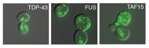 Blog: TAF15, Going On More Than 16? | ALS TDI