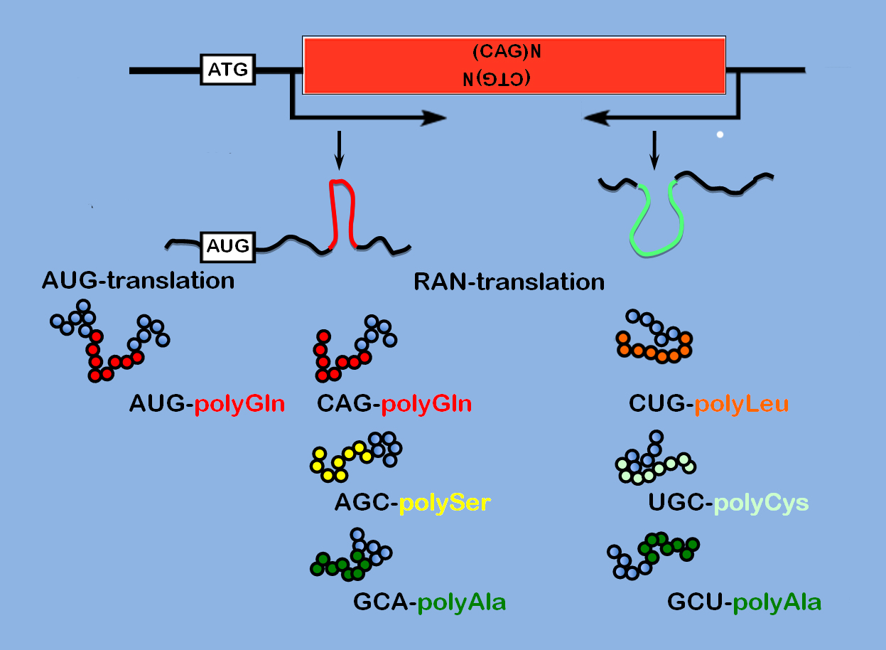 Blog: Antisense and ALS sensibility | ALS TDI