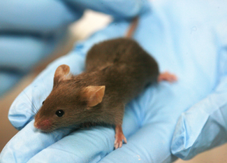 Blog: Modeling ALS: The Game's A FUS | ALS TDI