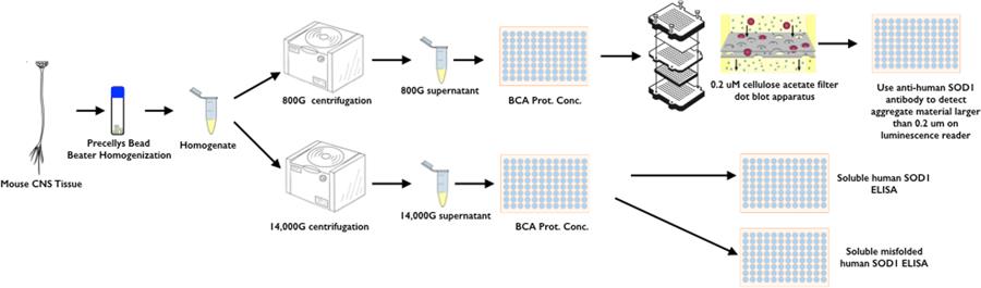 Blog: SOD1 protein aggregation predicts slower ALS progre... | ALS TDI