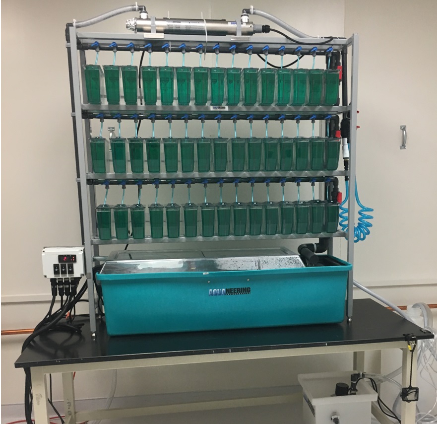 Blog: Science Sunday: Using Zebrafish as a Model of ALS | ALS TDI